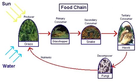 SCIENCE YEAR 5 THE DIFFERENCE BETWEEN FOOD CHAIN FOOD WEB