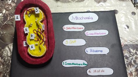 Mitochondria Model