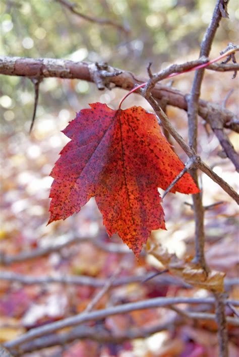 Autumn Porn