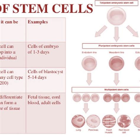 2 Types Of Stem Cells As Reported There Are Several Types Of Stem Download Scientific Diagram