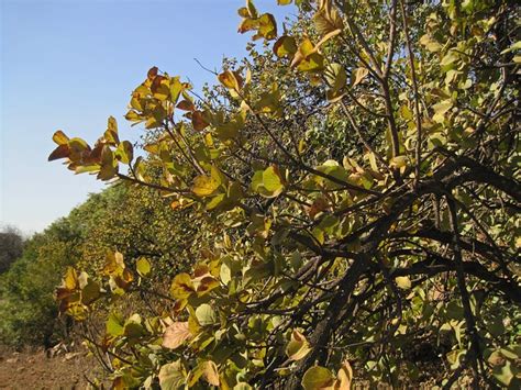 Tree Leaves Changing Seasons Free Photo On Pixabay Pixabay