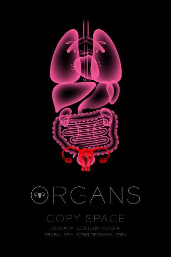 여성 기관 X 선 자 궁 및 난소 감염 개념 아이디어 레드 컬러 일러스트 절연 기관 텍스트 아이콘 및 복사 공간 어두운 배경에서