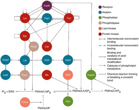 An Overview Of Intracellular Signaling Interactions Included In The