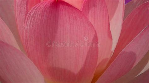 Lily Flower And Moonlight 3d Render Stock Video Video Of Lotus