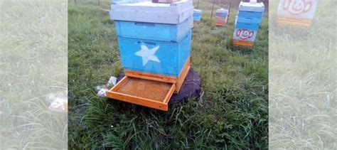 Пыльца пчелиная купить в Нижнем Новгороде Товары для дома и дачи Авито