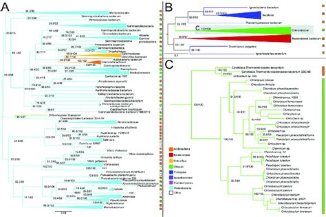 Maximum Likelihood Ml Trees Of Fumarate Hydratase Homologs A B Two