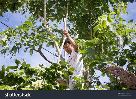 Asian Man Cutting Tree Down Chonburi Stock Photo Shutterstock