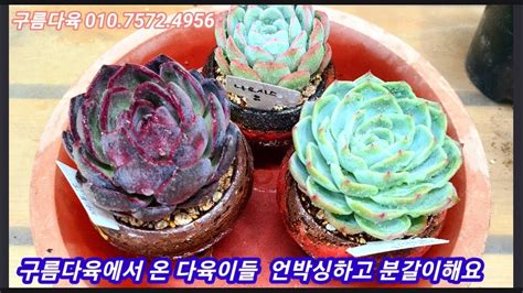 미니분에 다육이들 분갈이해서 야무지게 키워봐요 ~분갈이 후 첫물도 줬더니 빵빵해졌어요~💕구름다육 01075724956 Youtube