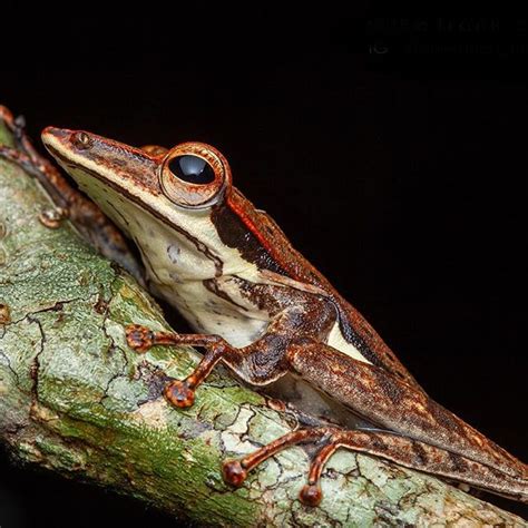 песочница клитороносой ле гушицы Anon картинки гифки прикольные комиксы интересные