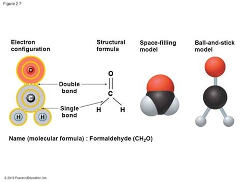 Bio 103 1st Exam Flashcards Quizlet