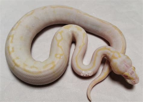World S First Female Recessive Freeway Combo Is Available Ball Python By Just My Ball S