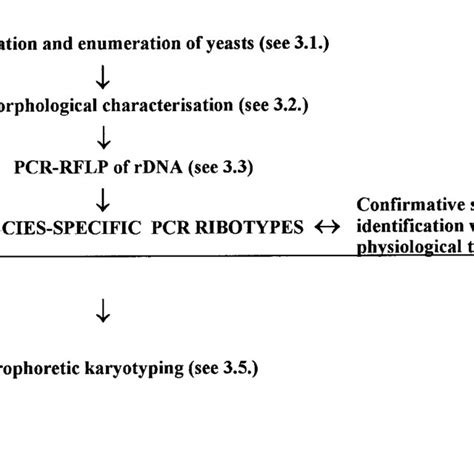 Major Steps In The Isolation And Identification Of Yeasts Isolated From