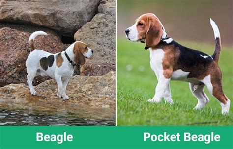 Pocket Beagle Vs Raspberry Pi Zero At Dakota Frith Blog