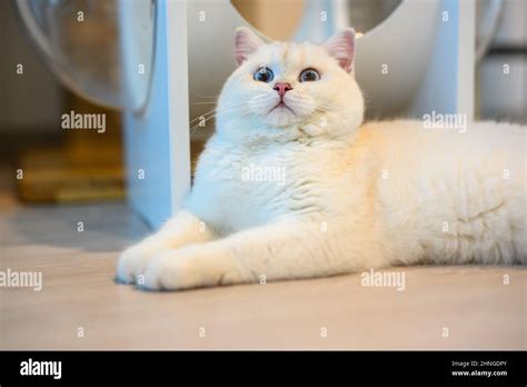 Look Of Shock Cat
