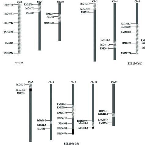 flow chart of population development for qtl analysis download