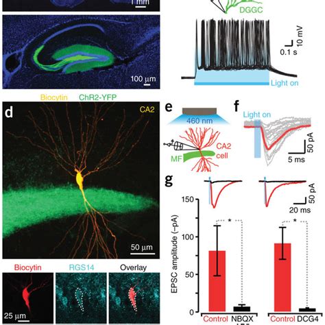 functional monosynaptic connection of mossy fiber terminals onto ca2