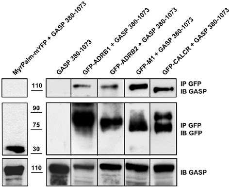 The Central Domain Of Gasp 1 Co Immunoprecipitates With Gpcrs In Cells