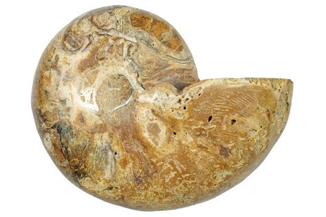 4 6 Cut And Polished Jurassic Nautilus Fossil Half Madagascar 289977 For Sale