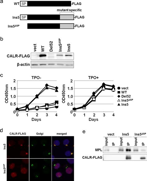 Signal Peptide Components At Roy Chowdhury Blog