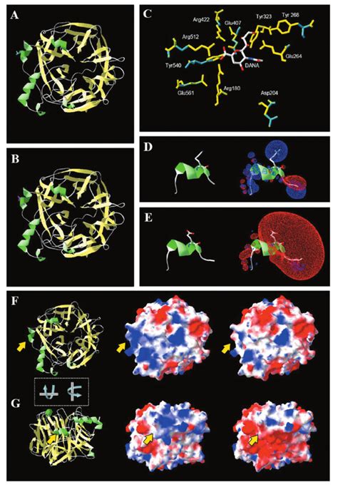 Model Display Of Monomeric Muv Hn K A And Hn E B They Differ In