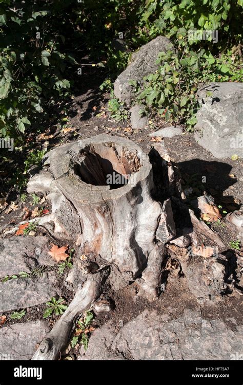 Hollow Tree Stump Stock Photo Alamy