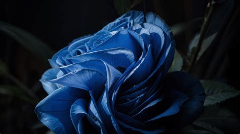 Alternative Versions Of Windows 11 Wallpapers Images Behance