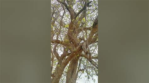 Kadam Ka Tree Youtube