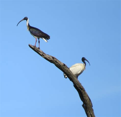 Australias Ibis Whats The Difference Waterbird Breeding Movements