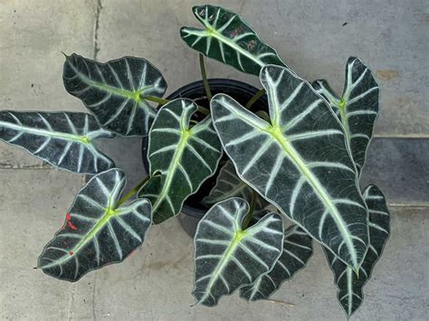 Alocasia Care Guide Tips For Happy And Thriving Plants Plantglossary