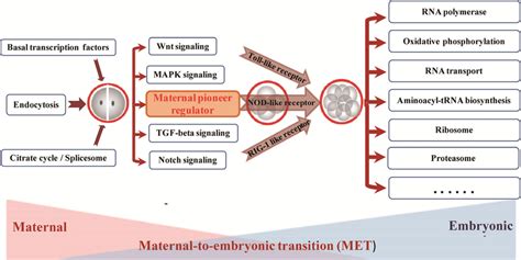 The Probable Timing Activation Of Functional Pathway During Bovine