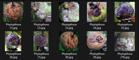 Figure 1 From Using Convolutional Neural Network For Fruit Disease