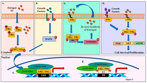 ERα E signaling network and crosstalk with growth factor signaling Download Scientific