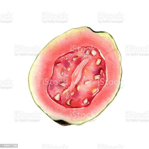반과 슬라이스 구아바 수채화 그림은 흰색으로 분리되어 있습니다 열대 과일 이국적인 사과 구아자바 손으로 그린 붉은 펄프 포장