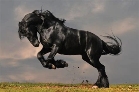 აი როგორ გამოიყურება მსოფლიოში ყველაზე ლამაზი ცხენი All Time