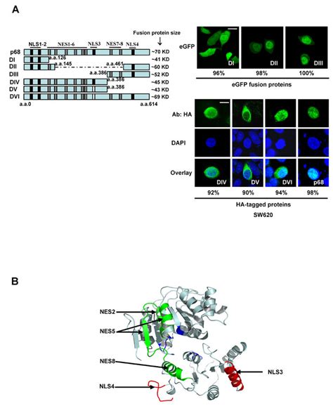 Ness And Nlss Of P68 A P68 Truncates Illustrated In The Left Panel
