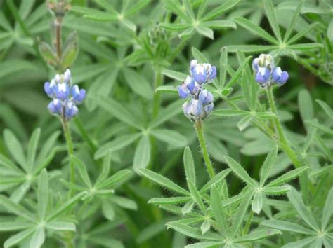 E Flora Bc Electronic Atlas Of The Flora Of Bc