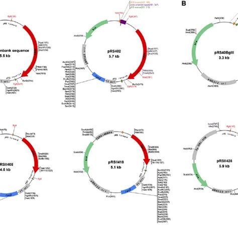 Pdf New And Redesigned Prs Plasmid Shuttle Vectors For Genetic Manipulation Of Saccharomyces