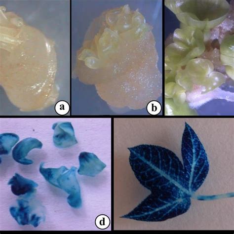Somatic Embryogenesis And Gus Assay In Cassava Cv H226 A Initiation