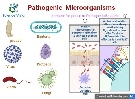 Non Pathogenic Microorganisms Non Pathogenic Microorganisms