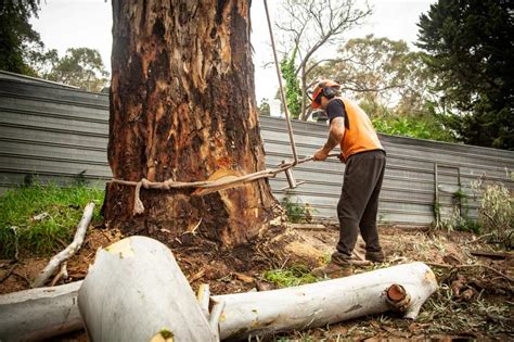 CTL Services Photo Gallery Of Tree Removal Tree Cutting Services