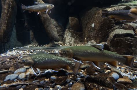 Spawning Trout At Rebecca Leon Blog