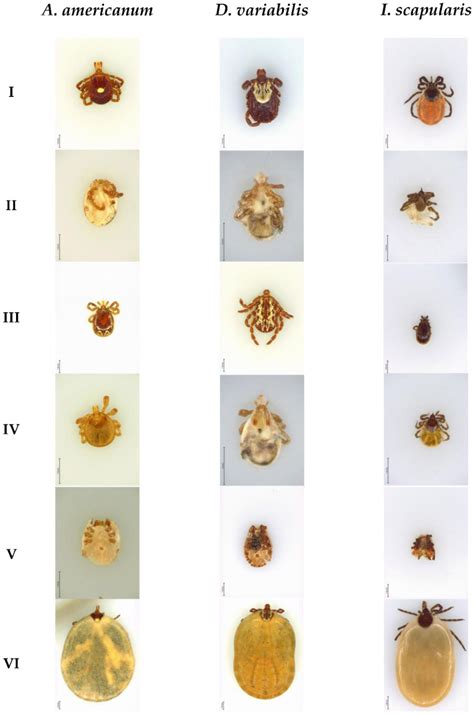 figure 1 from a computer vision based approach for tick identification