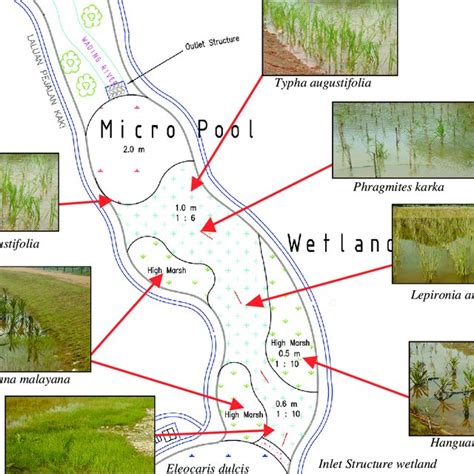 Type Of Macrophytes Planted In Mini Wetland Of Bioecods Download Scientific Diagram