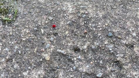 A Small Red Bug Crawls On A Gray Stone Slab Stock Footage Video Of Gray Ground 261155014