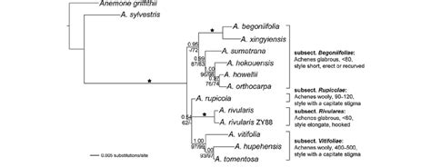 Bayesian Inference Tree Resulting From Analysis Of Combined Atpb Rbcl