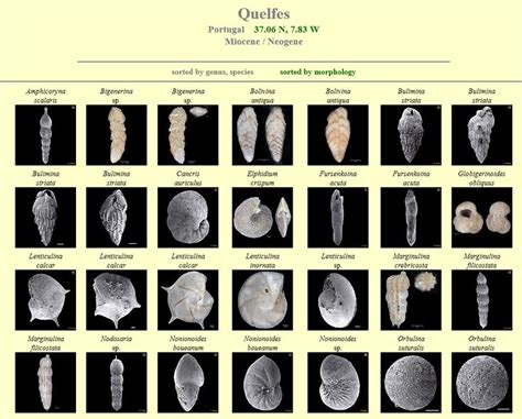 microfossil assemblage miocene assemblage geology fossils