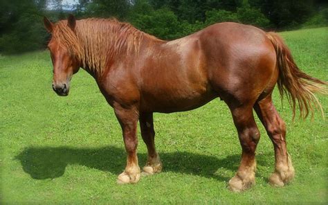 Suffolk Punch Is A Breed Of Powerful Draft Horses Come From Areas Of ...