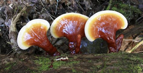 ganoderma lucidum lingzhi 18 benefits of reishi mushroom