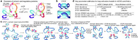 Overview Of Cohesin Ctcf And Loop Extrusion A Overview Of Download Scientific Diagram