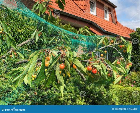 Anti Bird Netting Protect Plants And Fruit Trees Stock Photo Image Of Plant Background